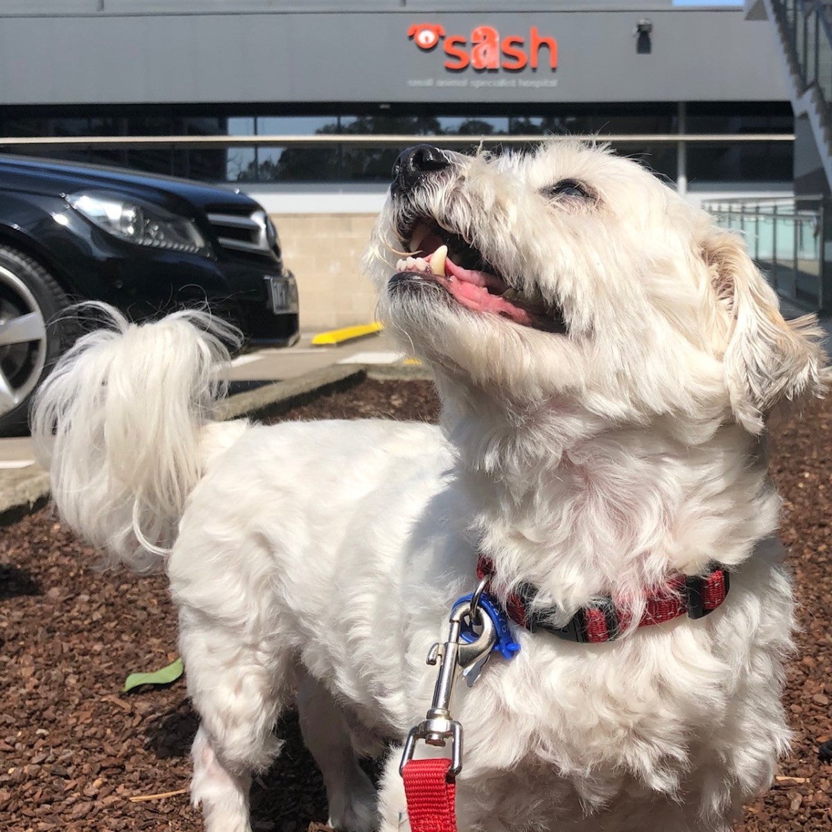 Charlie of Samson & Charlie diagnosed with in operable brain tumour *U