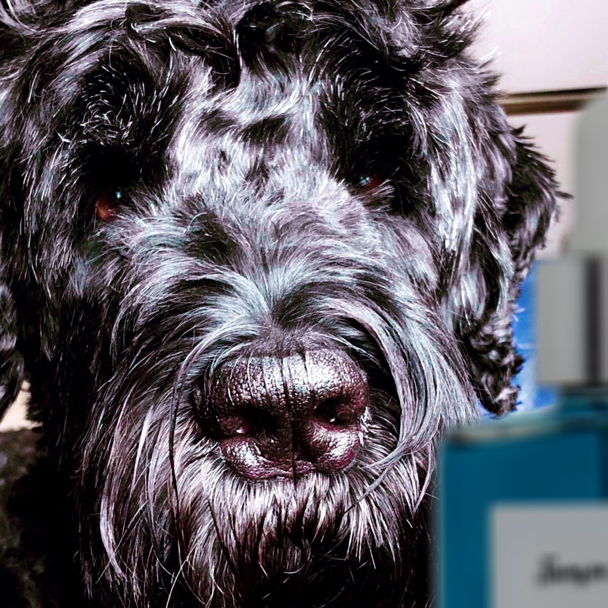 Samson of Samson & Charlie is in the fight of his life *Updated