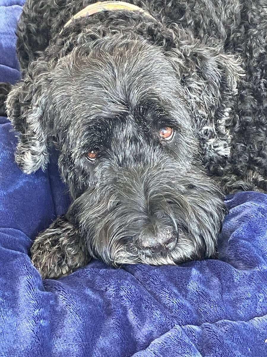 Samson's Journey: Our Christmas Miracle – Samson & Charlie